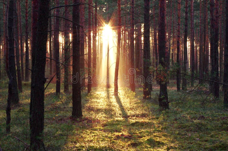 Evening in the forest. stock photo. Image of forest, evening - 36769956