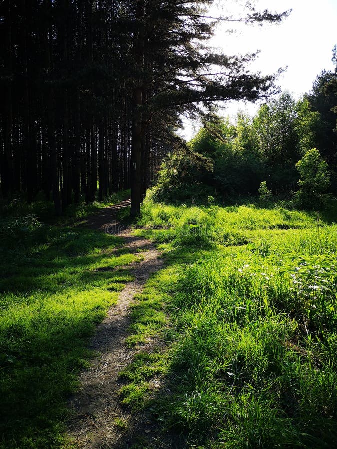 Evening Forest Picture. Image: 1248650