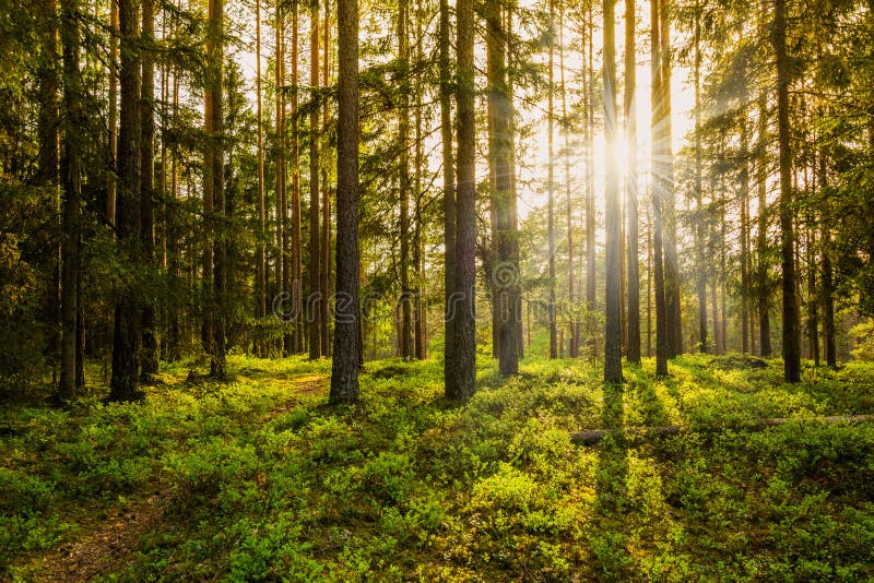 Summer forest, sun stock image. Image of rural, plant - 9871855