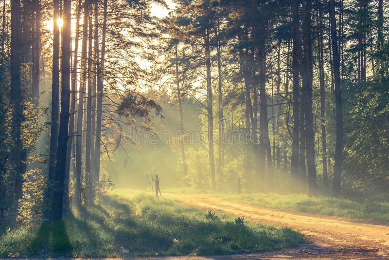 Evening Forest with Sun and Light Stock Photo - Image of magic, leaves ...