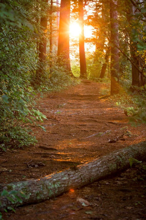 Evening Forest stock image. Image of forests, hike, trail - 36897813