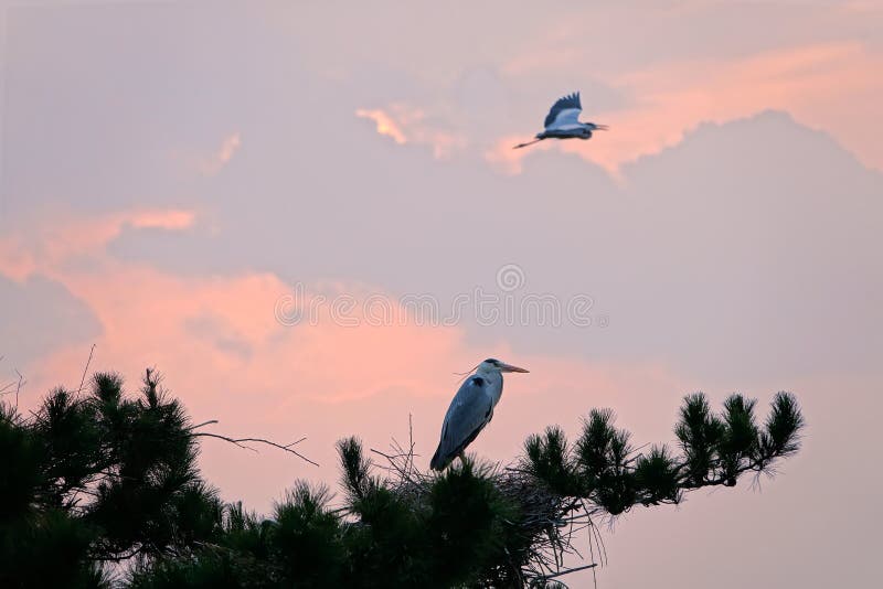 Bird in the evening stock photo. Image of stands, clouds - 242511194
