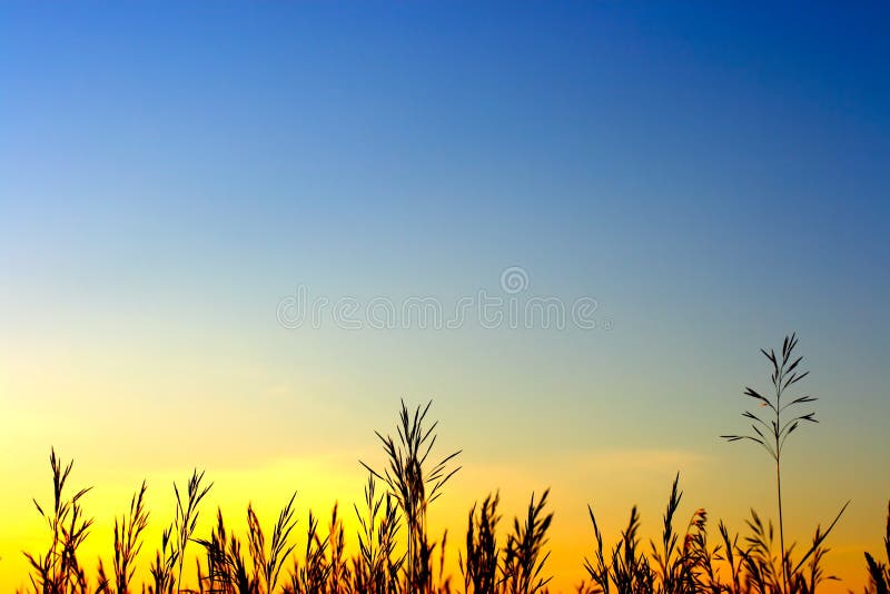 Evening landscape stock image. Image of cultivated, botany - 12102335