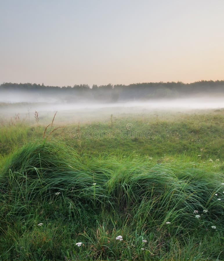 Misty field stock image. Image of grass, mist, panoramic - 6117923