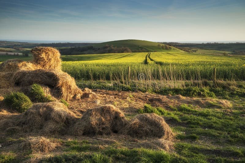 Evening Landscape of Fields in Spring with Beautiful Side Lighti Stock ...