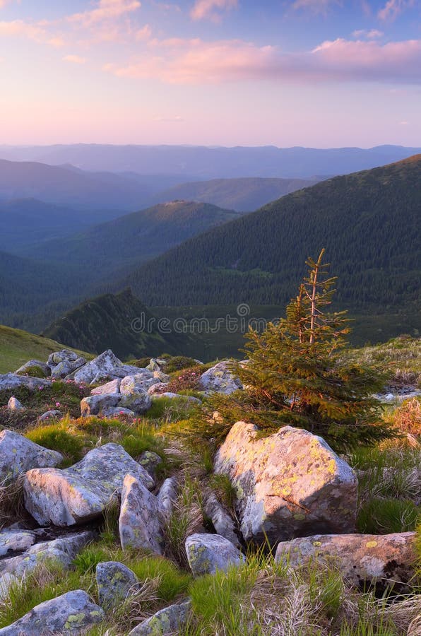 Evening Landscape in the Mountains Stock Image - Image of flora ...