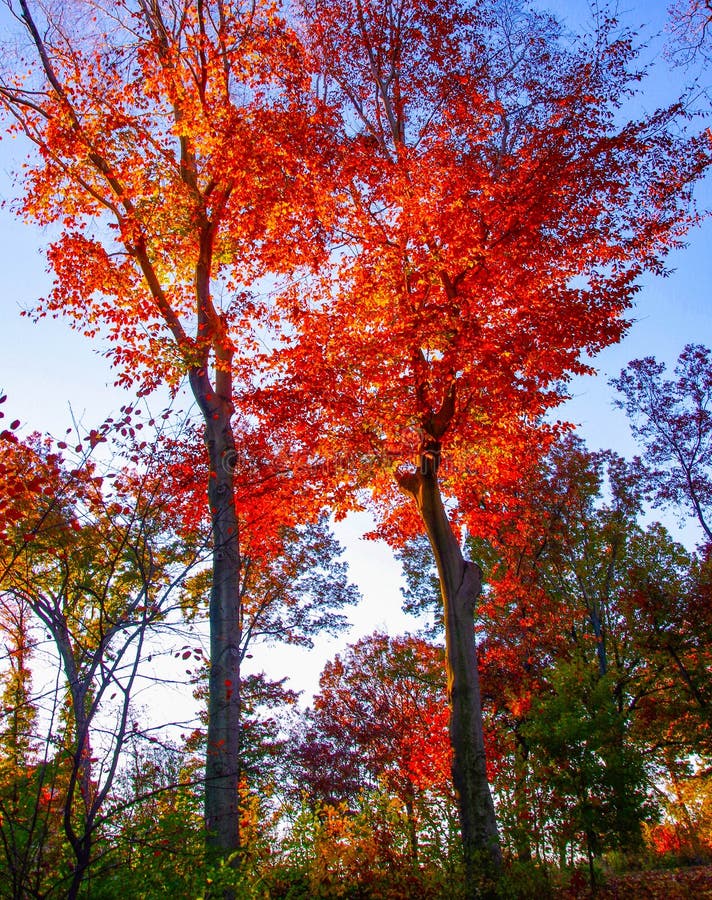Evening Light Makes Trees Blaze with Color Stock Photo - Image of york ...