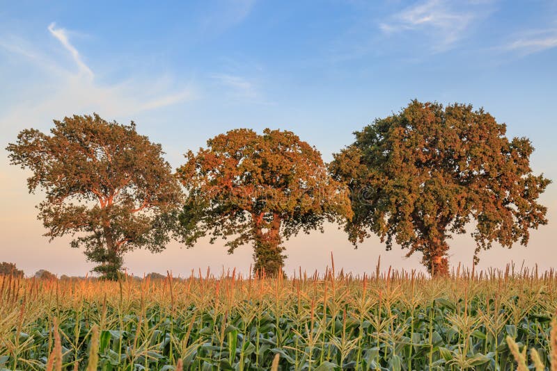 Trees with Evening Light stock photo. Image of south - 108322716