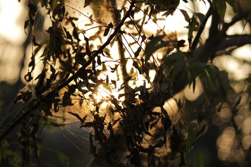 Evening Lights stock photo. Image of evening, tree, lights - 84214412