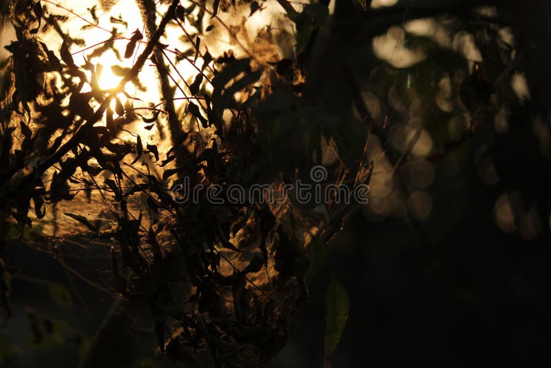 Evening Lights 2 stock photo. Image of evening, lights - 84216088