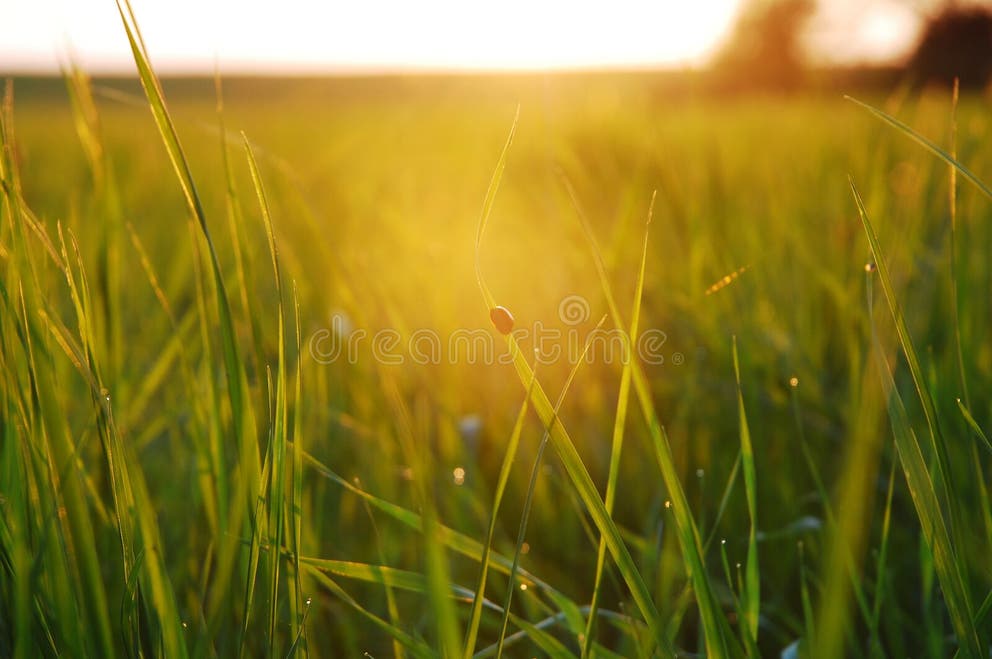 Evening in the meadow stock image. Image of meadow, landscape - 32985819