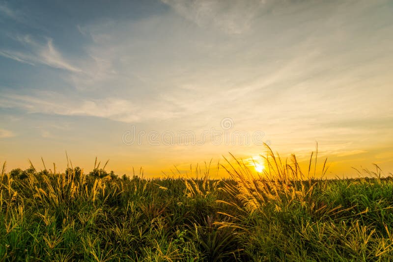 Evening Meadow8 stock image. Image of path, grow, outdoor - 89698145