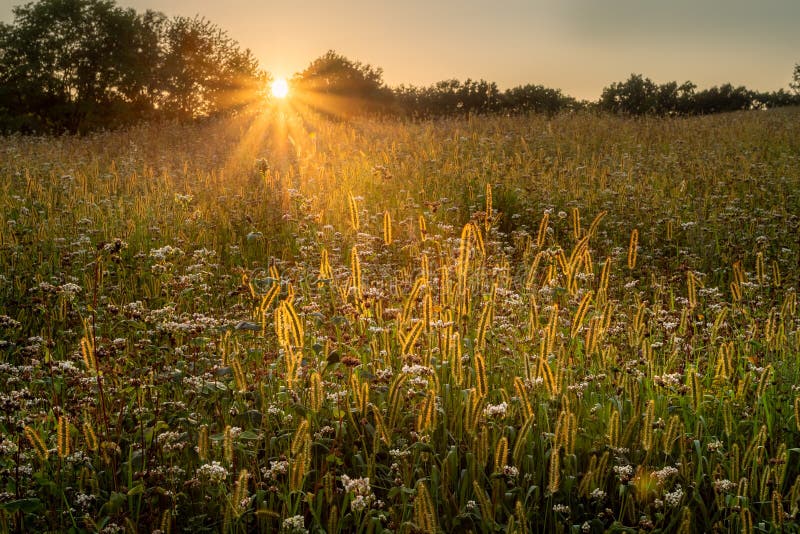 Evening meadow stock photo. Image of afternoon, sunlight - 340556752