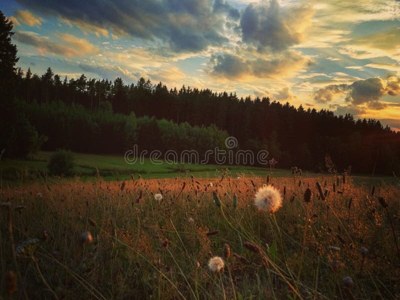 Evening Meadow Under the Clouds /1 Stock Image - Image of clouds ...