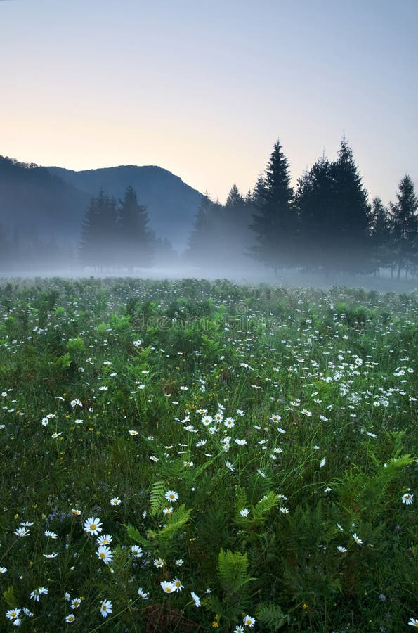 Evening Mist Over a Flowery Pasture Stock Photo - Image of carpathian ...