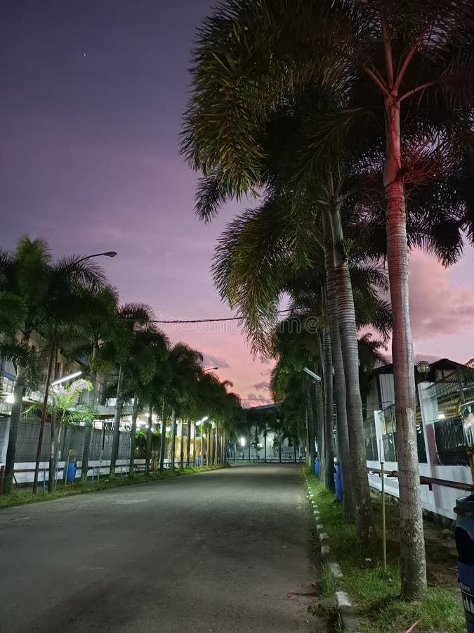 Evening Mood, Palm Trees, Gradation Sky Stock Photo - Image of evening ...