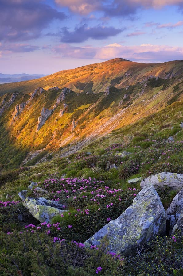 Evening in the Mountains stock image. Image of flower - 34195473