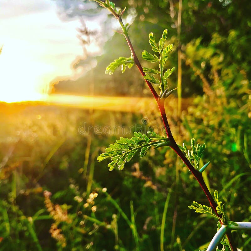 Evening with nature stock image. Image of natural, combined - 211855959