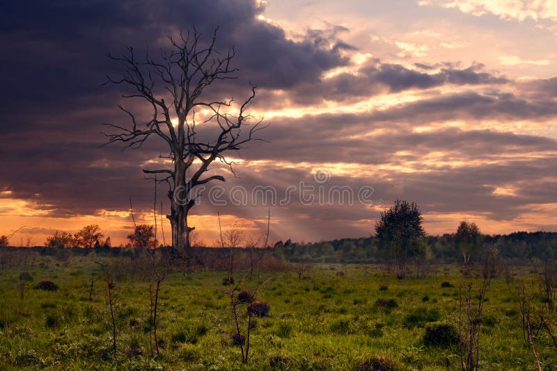 Evening old tree landscape stock image. Image of silhouette - 53954435