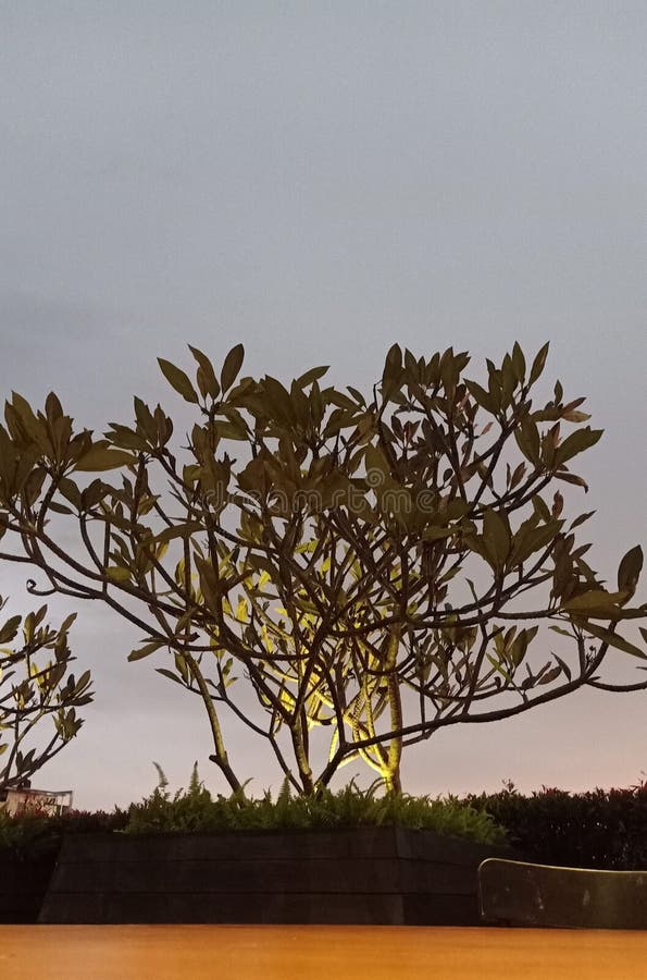 Evening in a Park with Dim Lights Stock Image - Image of park, lights ...