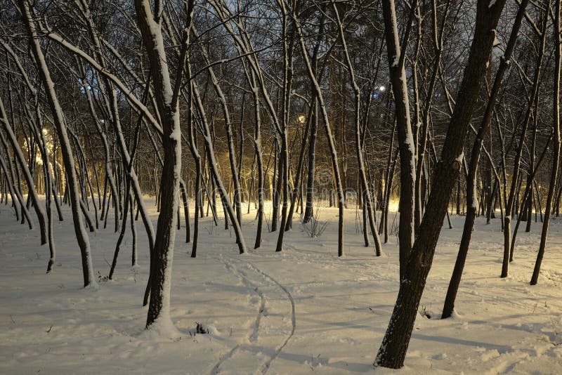 Evening Park and Light in Haze Behind the Trees Stock Image - Image of ...