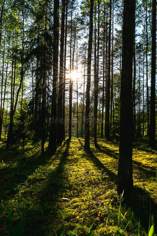 Evening in a Pine Forest. Sunset Time in the Spring Forest, Hard ...