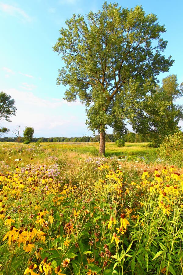 Evening Prairie in Illinois Stock Image - Image of midwest, habitat ...