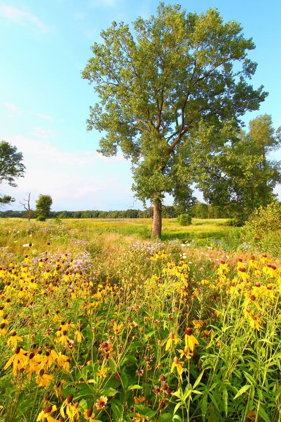 Evening Prairie in Illinois Stock Image - Image of midwest, habitat ...