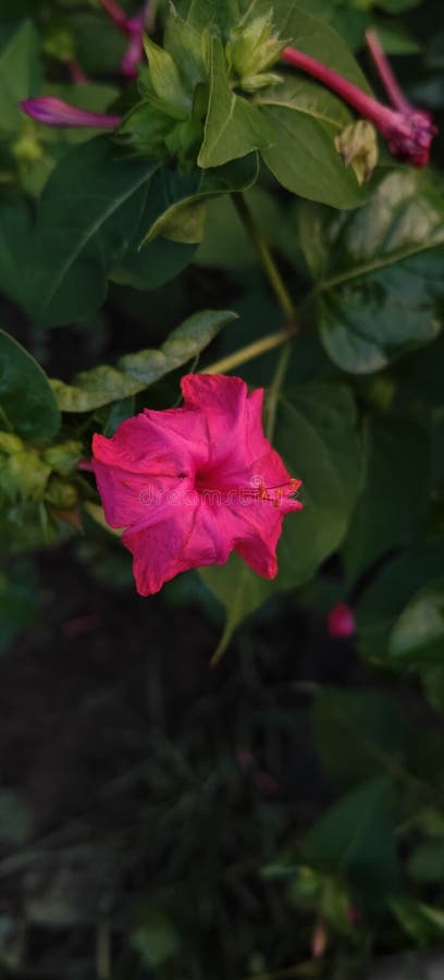 Evening prim Rose flower stock photo. Image of nature - 341840882