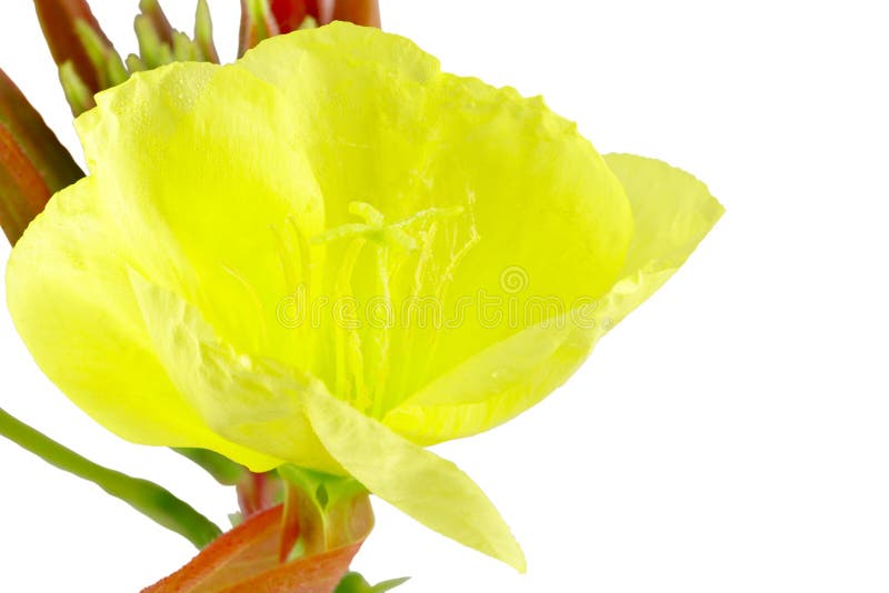 Evening Primrose stock image. Image of gardening, design - 42999531