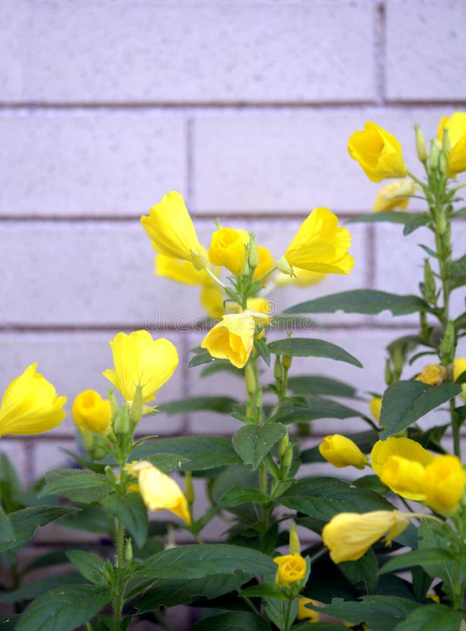 Evening primrose stock photo. Image of yellow, flowers - 58731518
