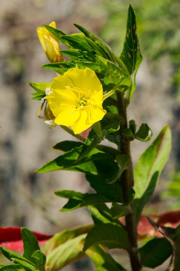 Common Evening Primrose - Oenothera Biennis Stock Photo - Image of ...