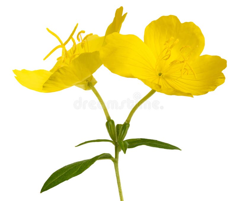 Primrose stock photo. Image of flowers, spring, bouquet - 87693928