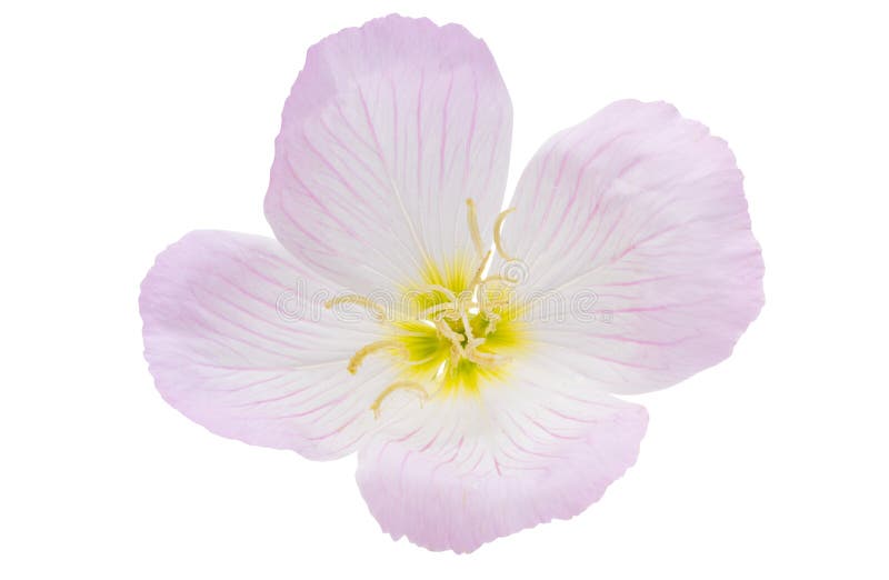 Evening Primrose Flower Isolated Stock Photo - Image of nature, closeup ...