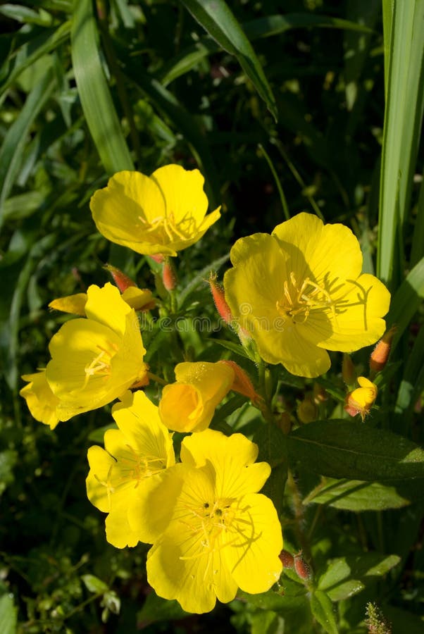 Evening primrose flowers stock image. Image of petal - 11844777