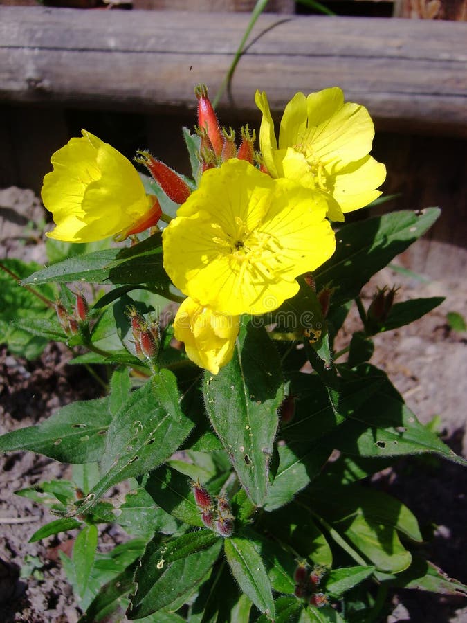 Evening Primrose Flowers in Bloom in the Garden Stock Image - Image of ...