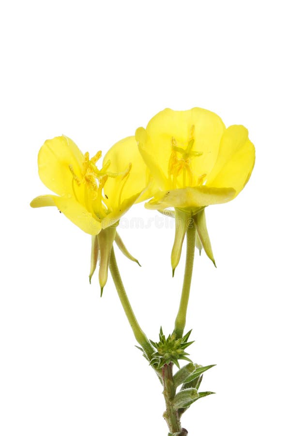 Evening primrose stock photo. Image of bloom, white, plant - 33973774