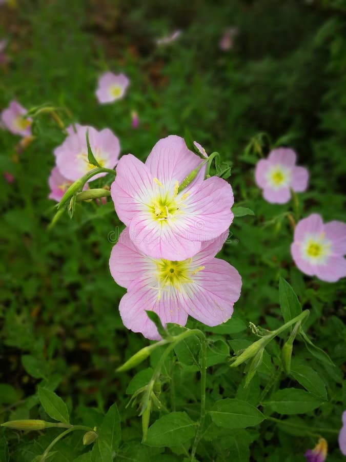 Evening primrose stock image. Image of primrose, wildflower - 91904809