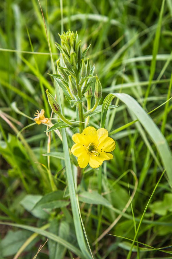 The Evening primrose stock image. Image of flora, beauty - 153647027