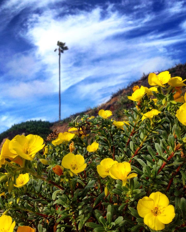 Evening Primrose and Palm Tree Stock Photo - Image of leaf, cloud: 68659504