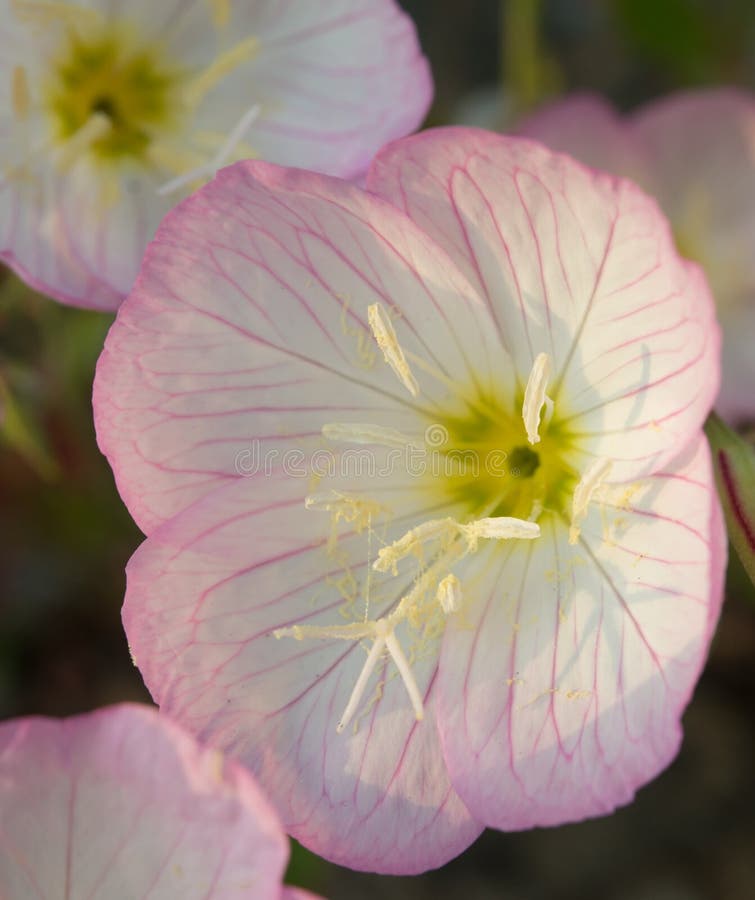 Showy Evening Primrose stock photo. Image of buttercup - 52217506
