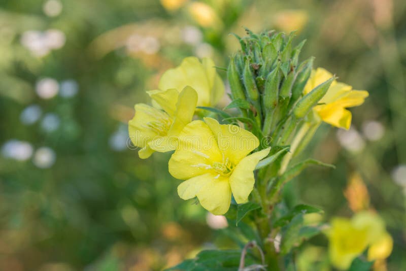 Evening Primrose Yellow Flowers Stock Photo - Image of bloom, bright ...