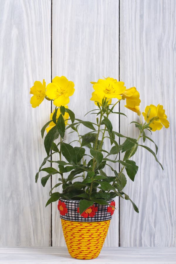 Evening Primrose Yellow Flowers Stock Photo - Image of perennial ...