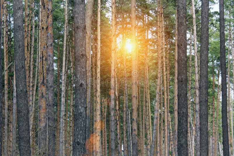 Evening Red Sun in the Forest Stock Photo - Image of fairytale, misty ...