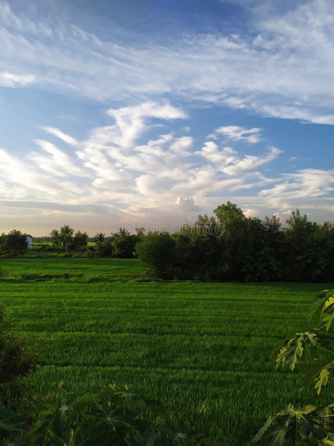 Evening Rice Field Behind the House Stock Photo - Image of plant, rice ...