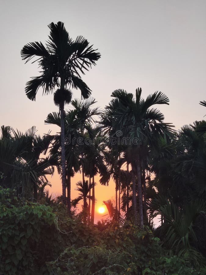 Evening road in the forest stock image. Image of green - 217817633