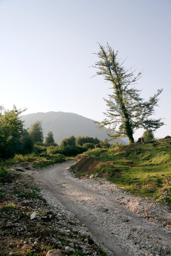 Evening road and tree stock image. Image of road, harvest - 1961973