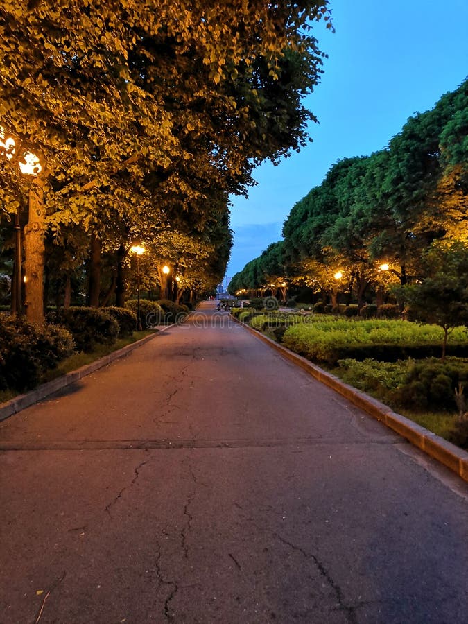 Evening road of trees stock image. Image of road, trees - 189779851