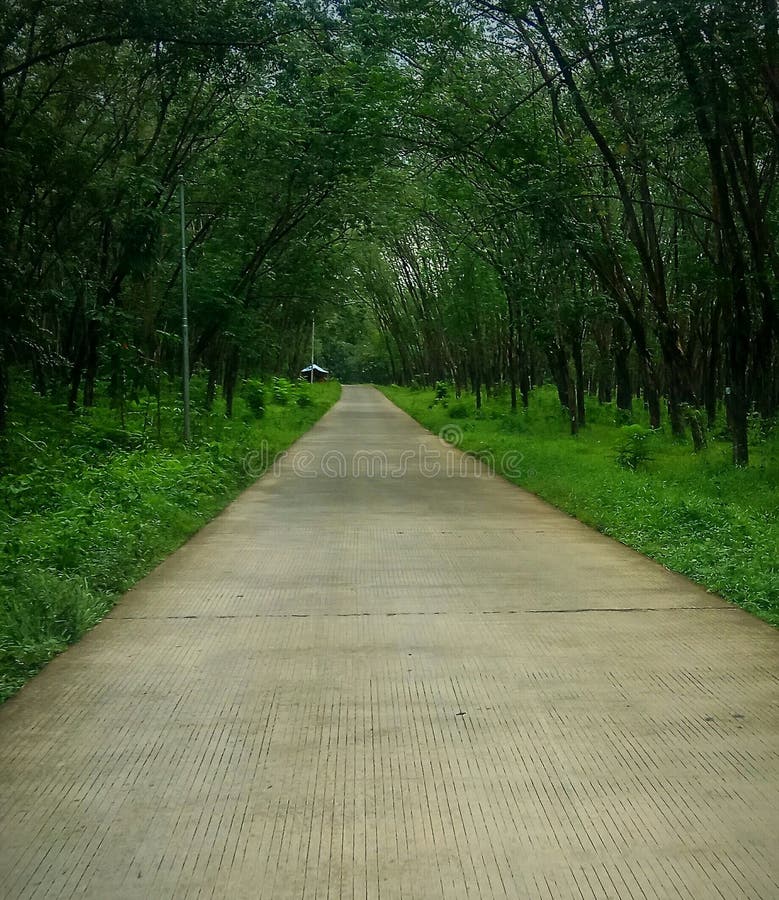 Evening Road Trip Trough the Beautiful Rubber Forest Stock Image ...