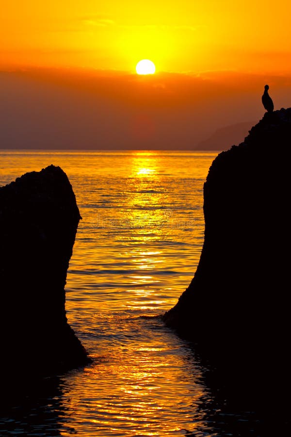 Evening scene on sea stock photo. Image of outline, bird - 47867548